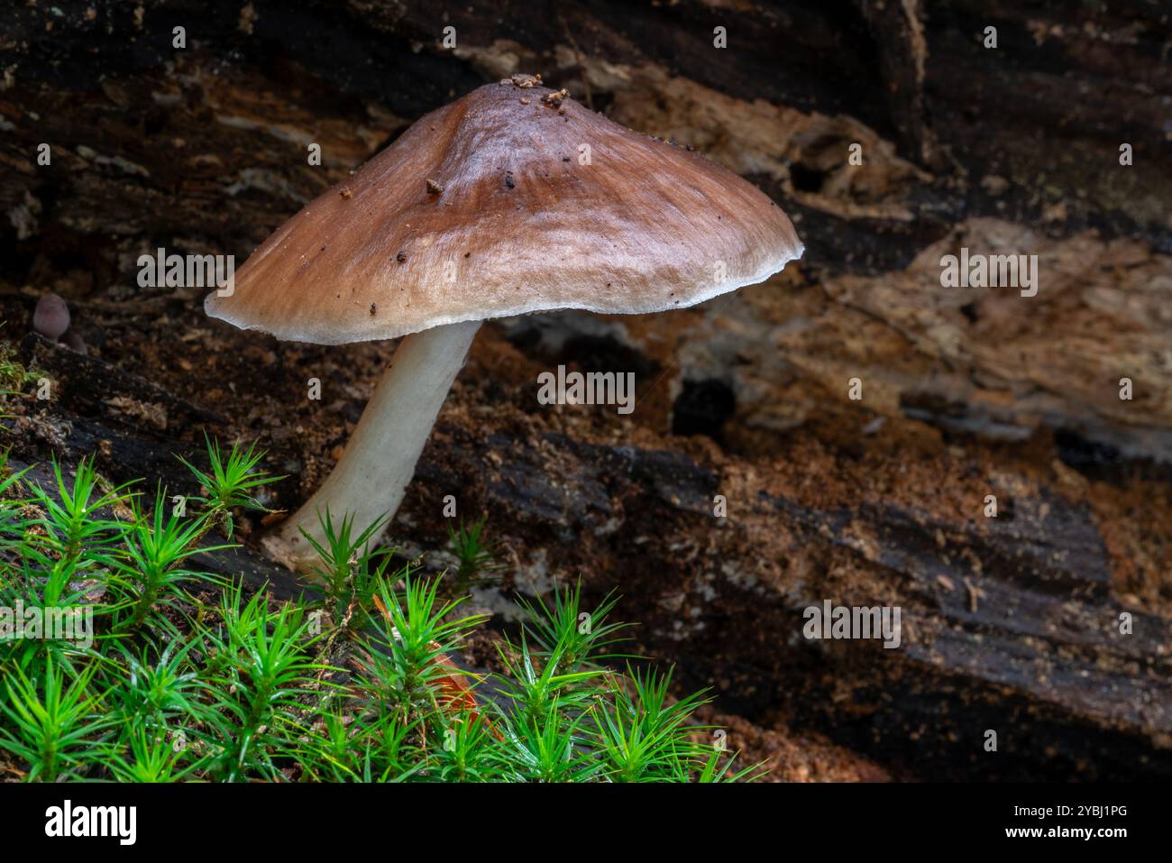 Deer shield / deer mushroom / fawn mushroom (Pluteus cervinus ...