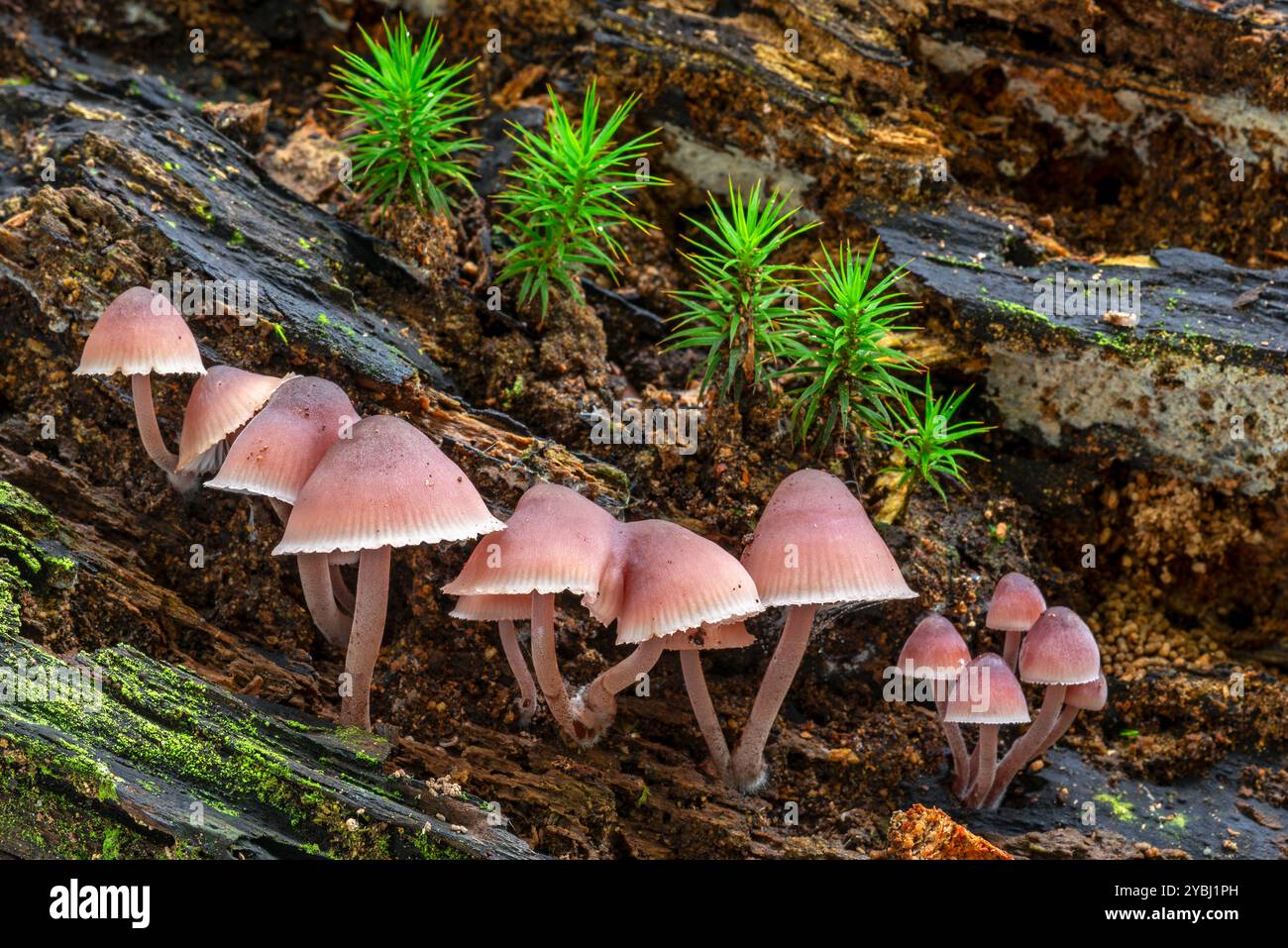 Closeup group mycena mushroom hi-res stock photography and images - Alamy