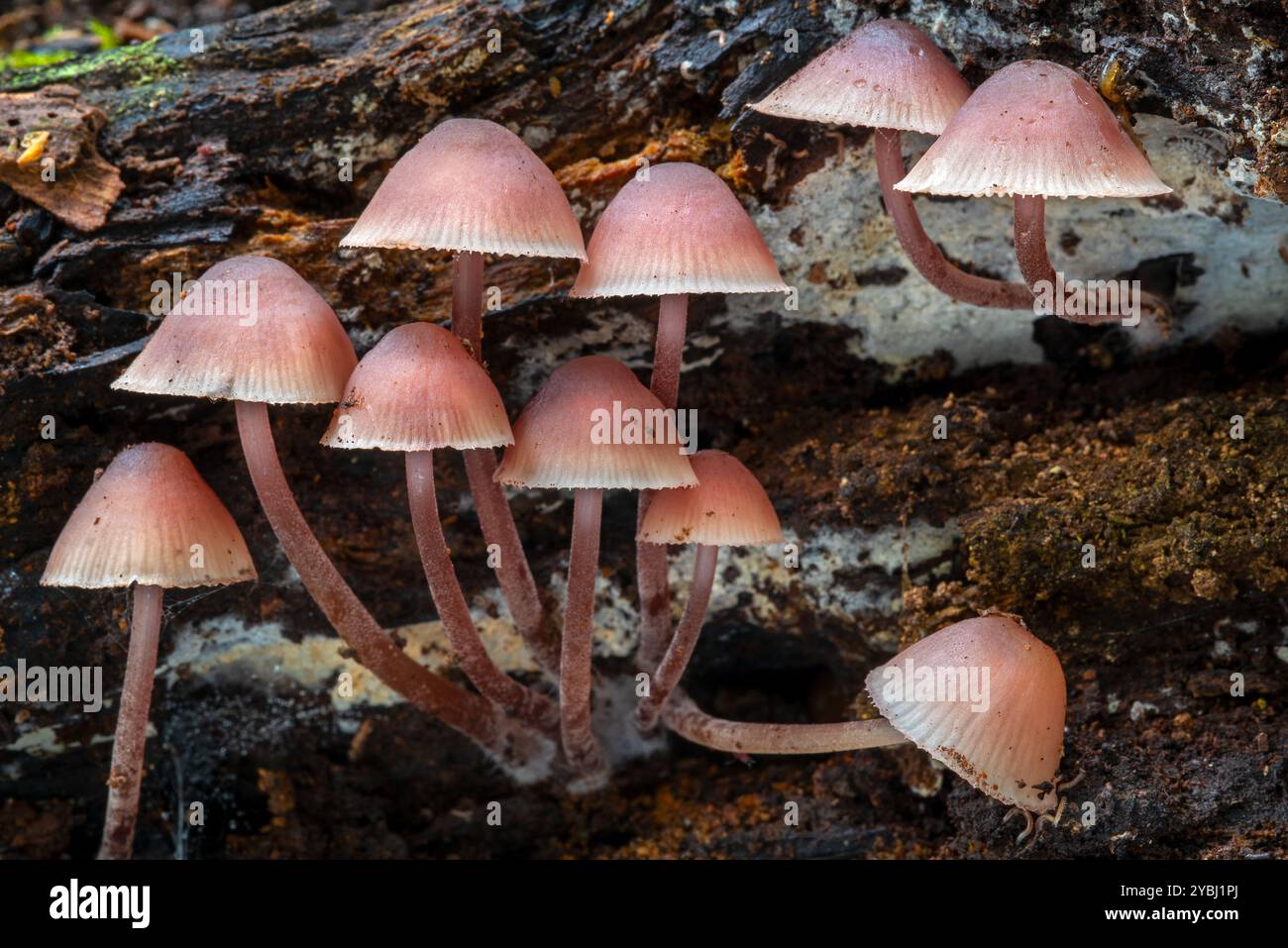 Rotten log mushroom hi-res stock photography and images - Alamy