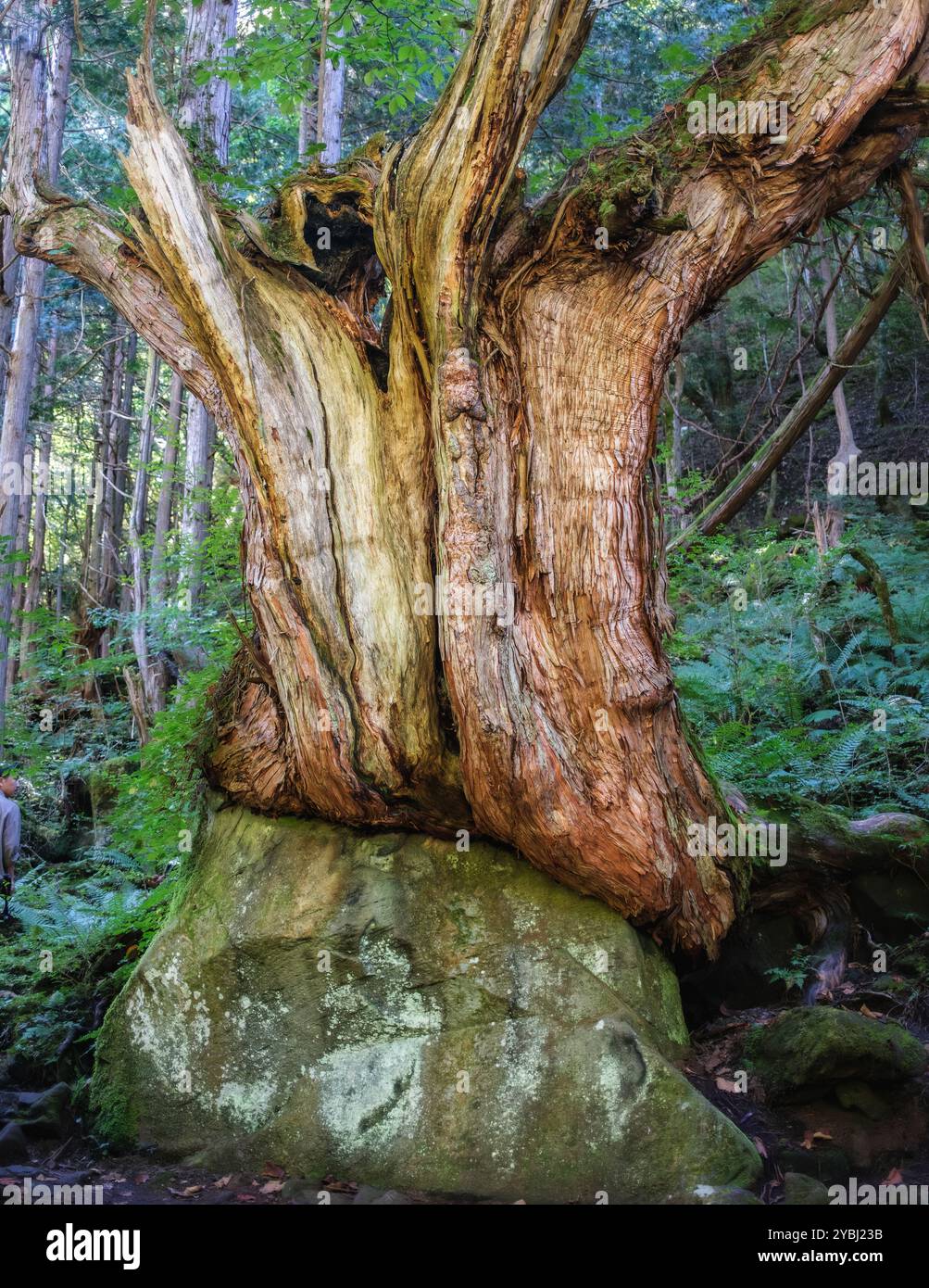 The Tateshina-Genseirin Primeval Forest, located in Nagano Prefecture ...