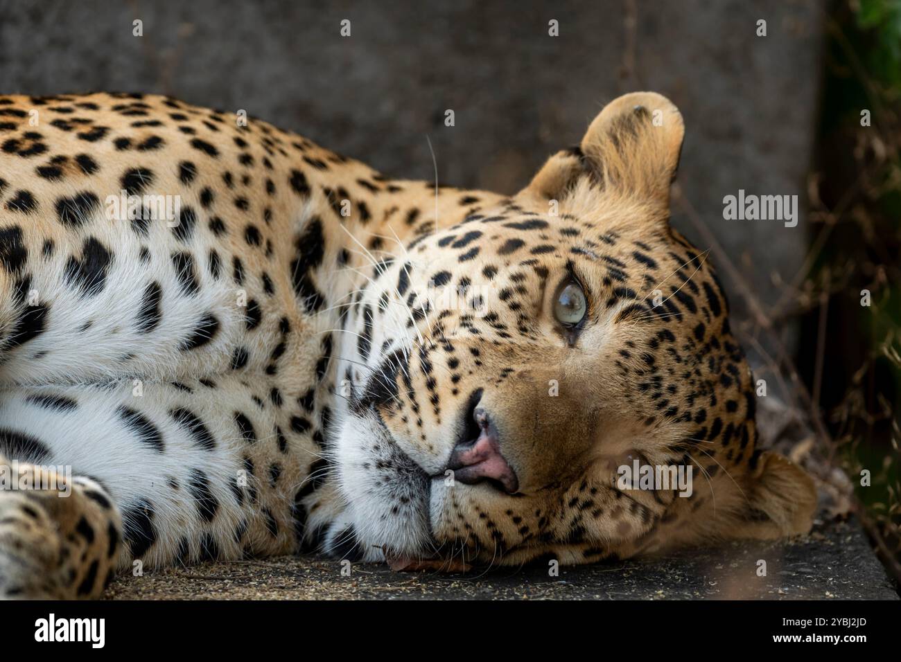 Fine art portrait of wild male leopard or panther or panthera pardus in ...