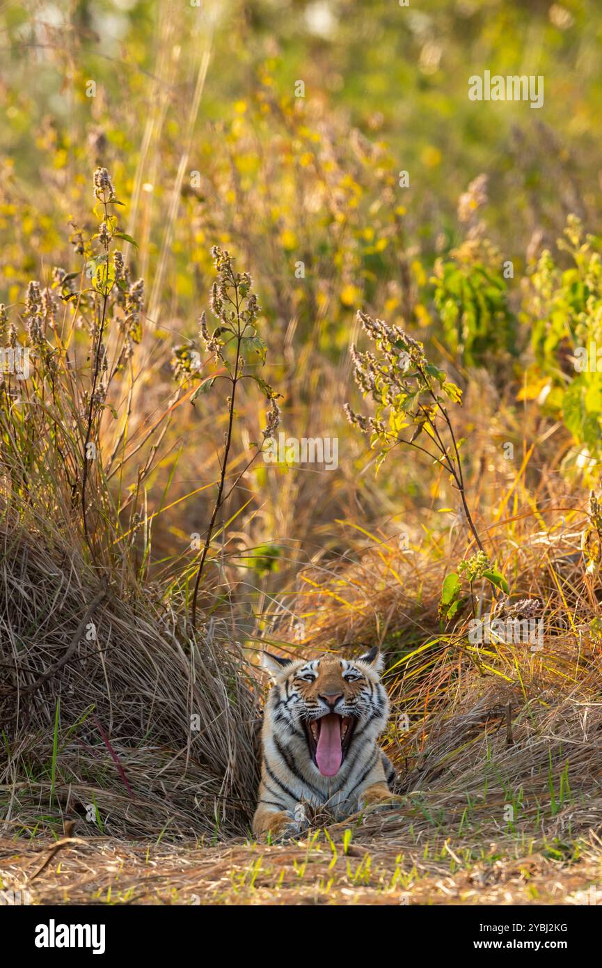 Canines of wild female bengal tiger or tigress or panthera tigris face ...
