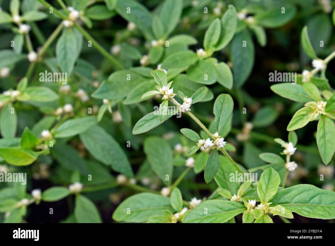 Brazilian spinach plant (Alternanthera sessilis) in Ribeirao Preto, Sao ...