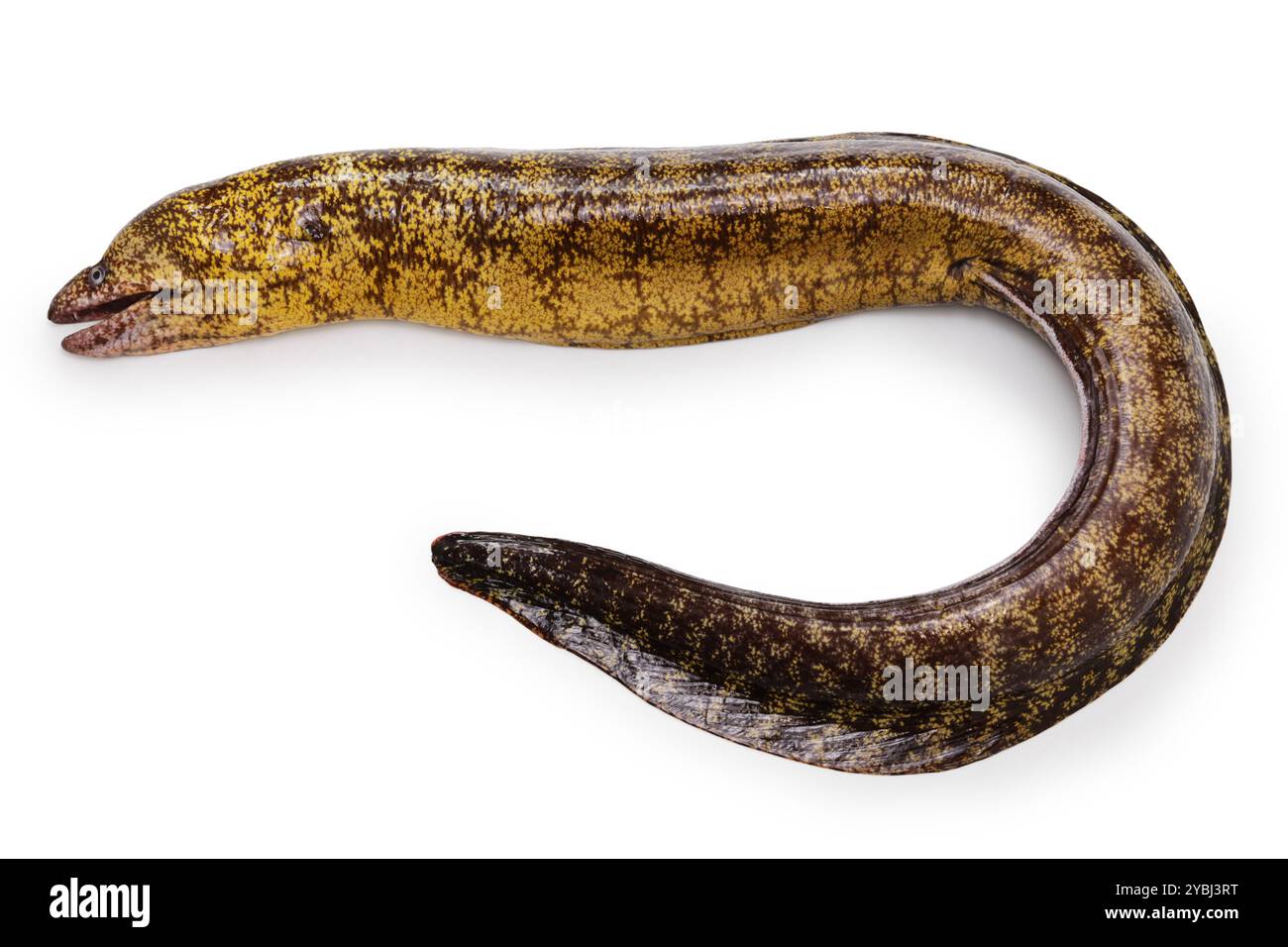 Brutal moray (Gymnothorax kidako) is called "Utsubo" in Japan Stock ...