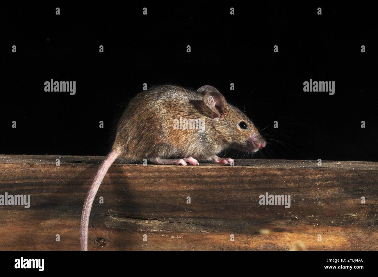 Adult house mouse Dorset, UK Stock Photo - Alamy