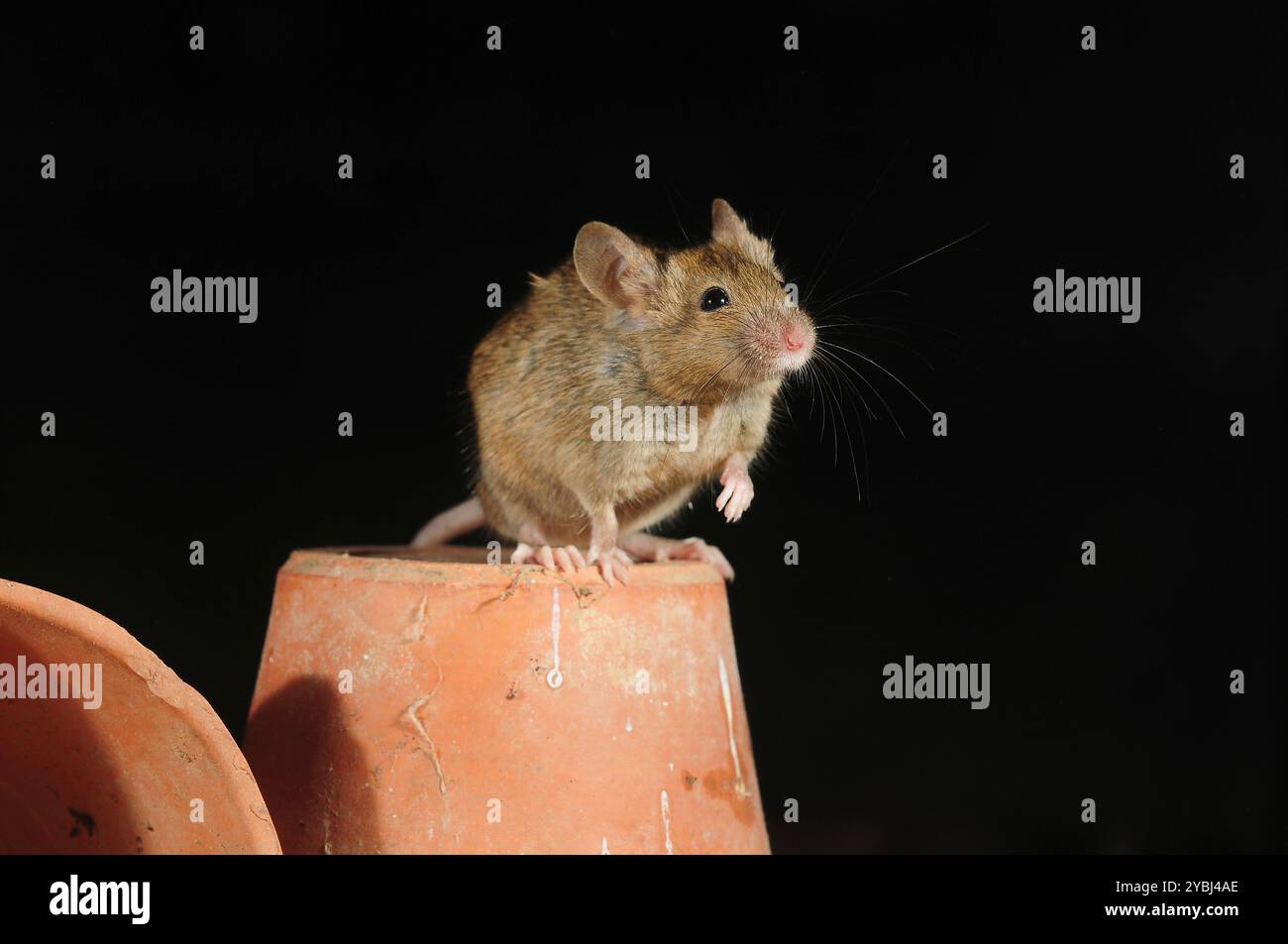 Adult house mouse Dorset, UK Stock Photo - Alamy