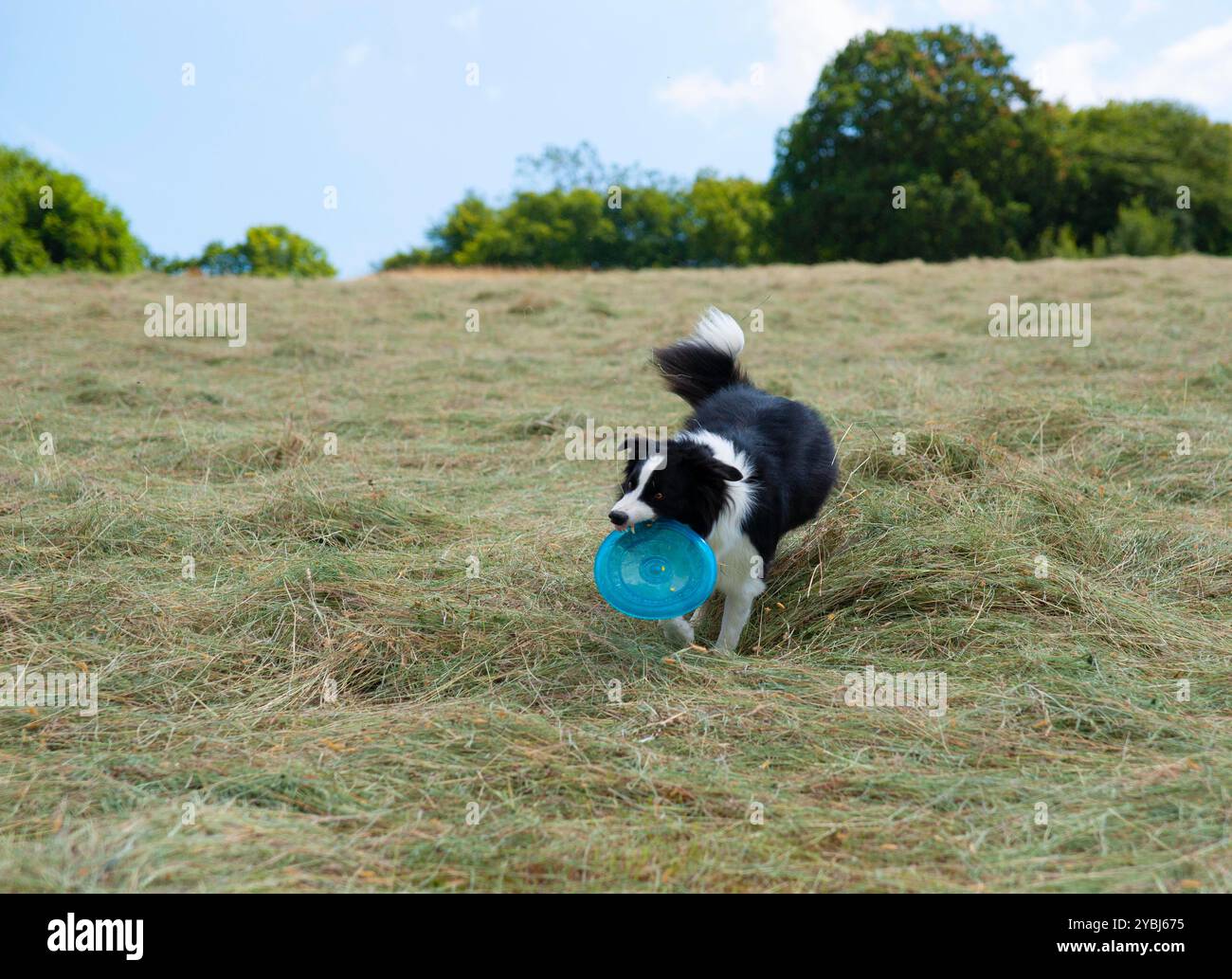 Border Collie dog, playing in the hay in a field on cut grass with a ...