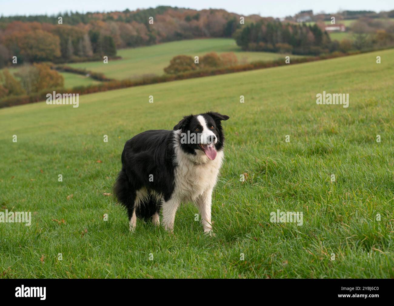 Border Collie dog on a farm standing in a large sloping field with ...