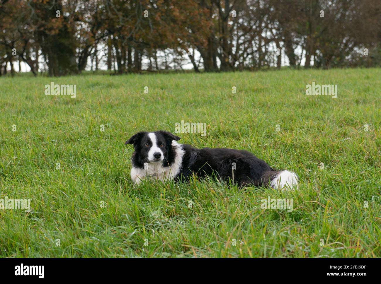 Border Collie dog, black and white, lying on long grass in a field with ...