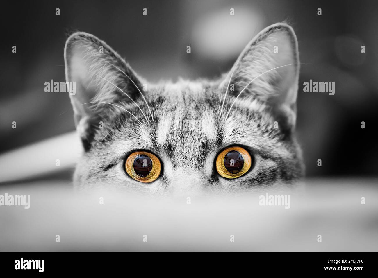Curious white cat black hi-res stock photography and images - Alamy