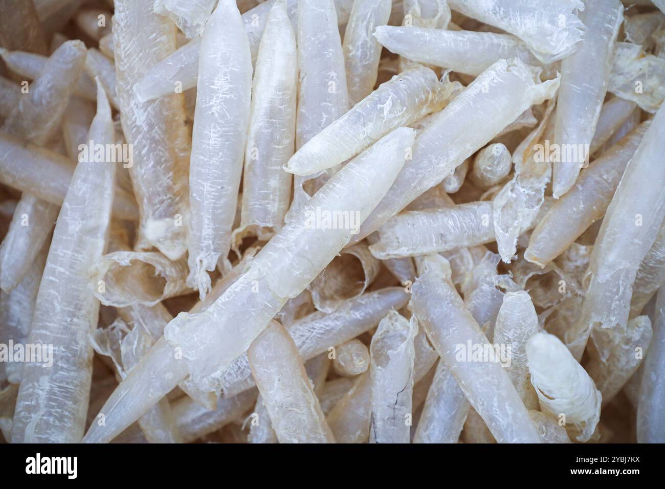 Swim bladder control hi-res stock photography and images - Alamy