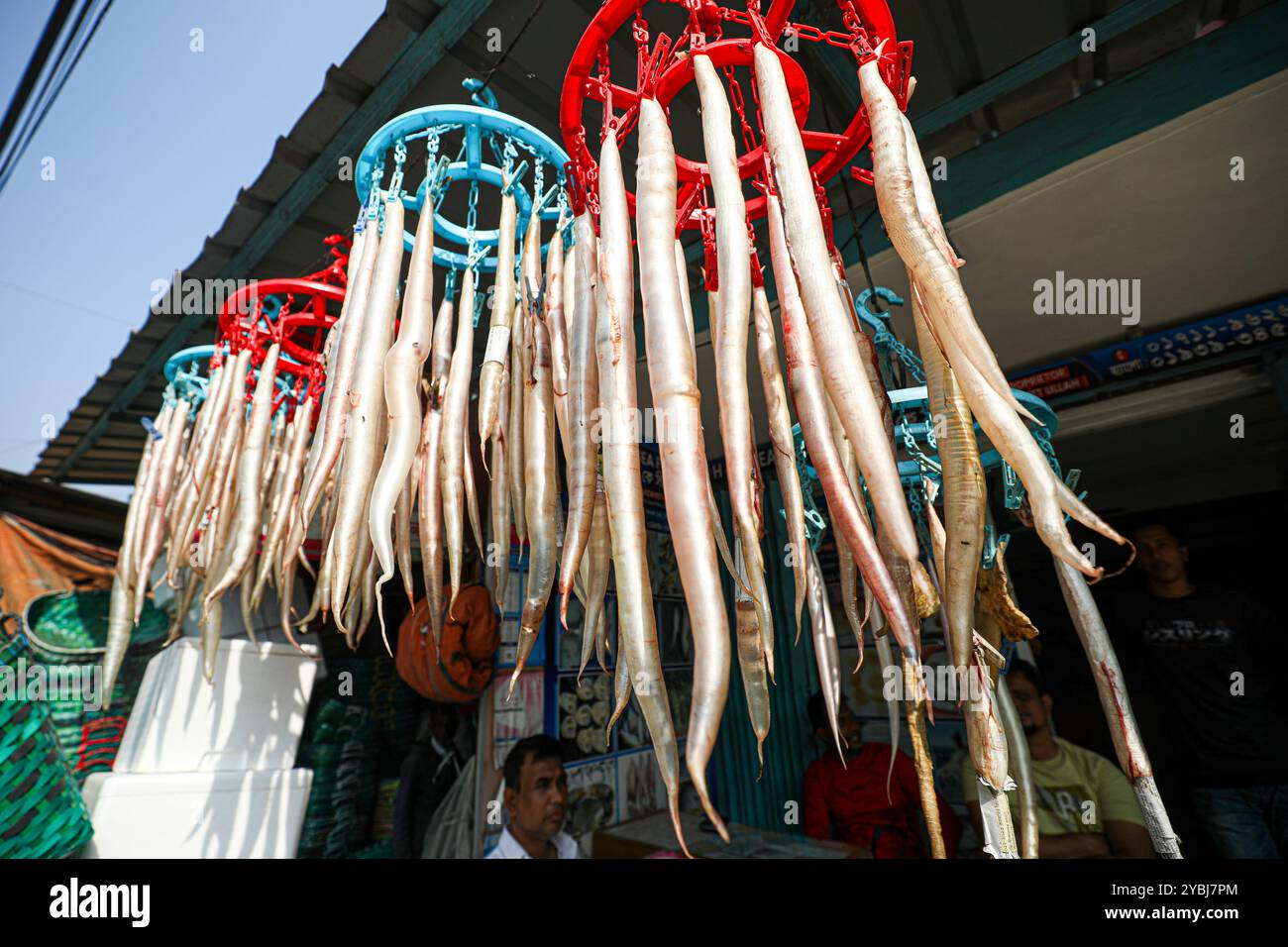 Swim bladder control hi-res stock photography and images - Alamy