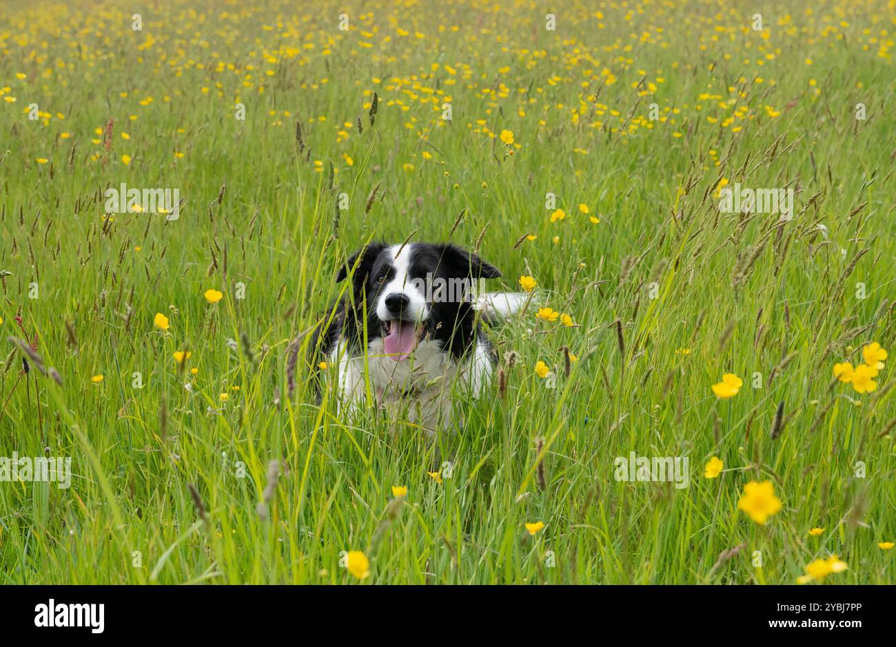 Border Collie dog, black and white, lying on long grass in a field with ...
