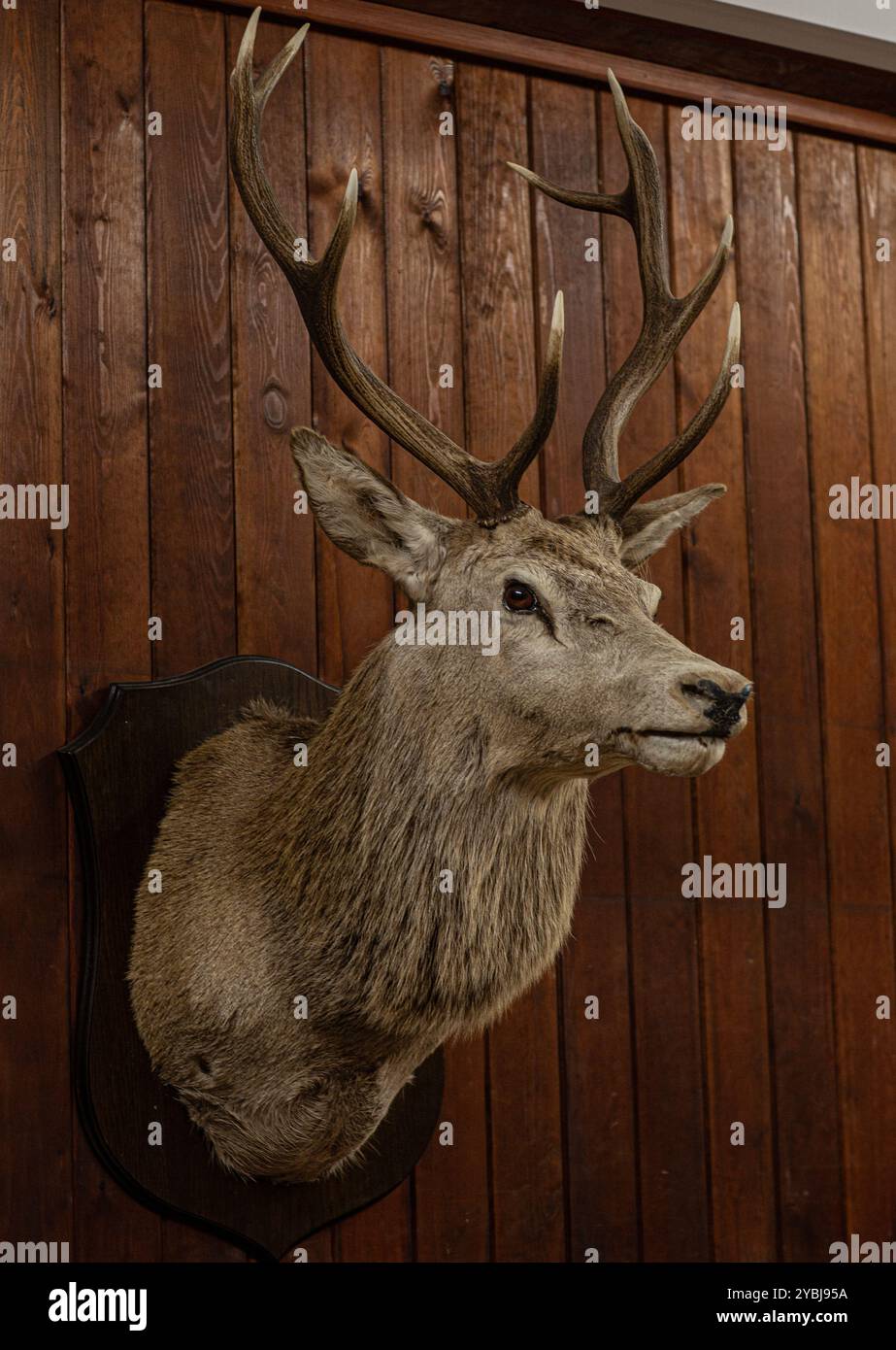 A taxidermy deer head on wood paneling background Stock Photo - Alamy