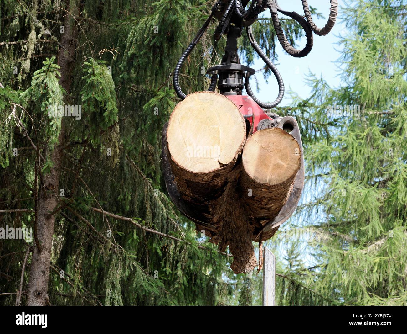 A crane lifting wood logs in the forest Stock Photo - Alamy