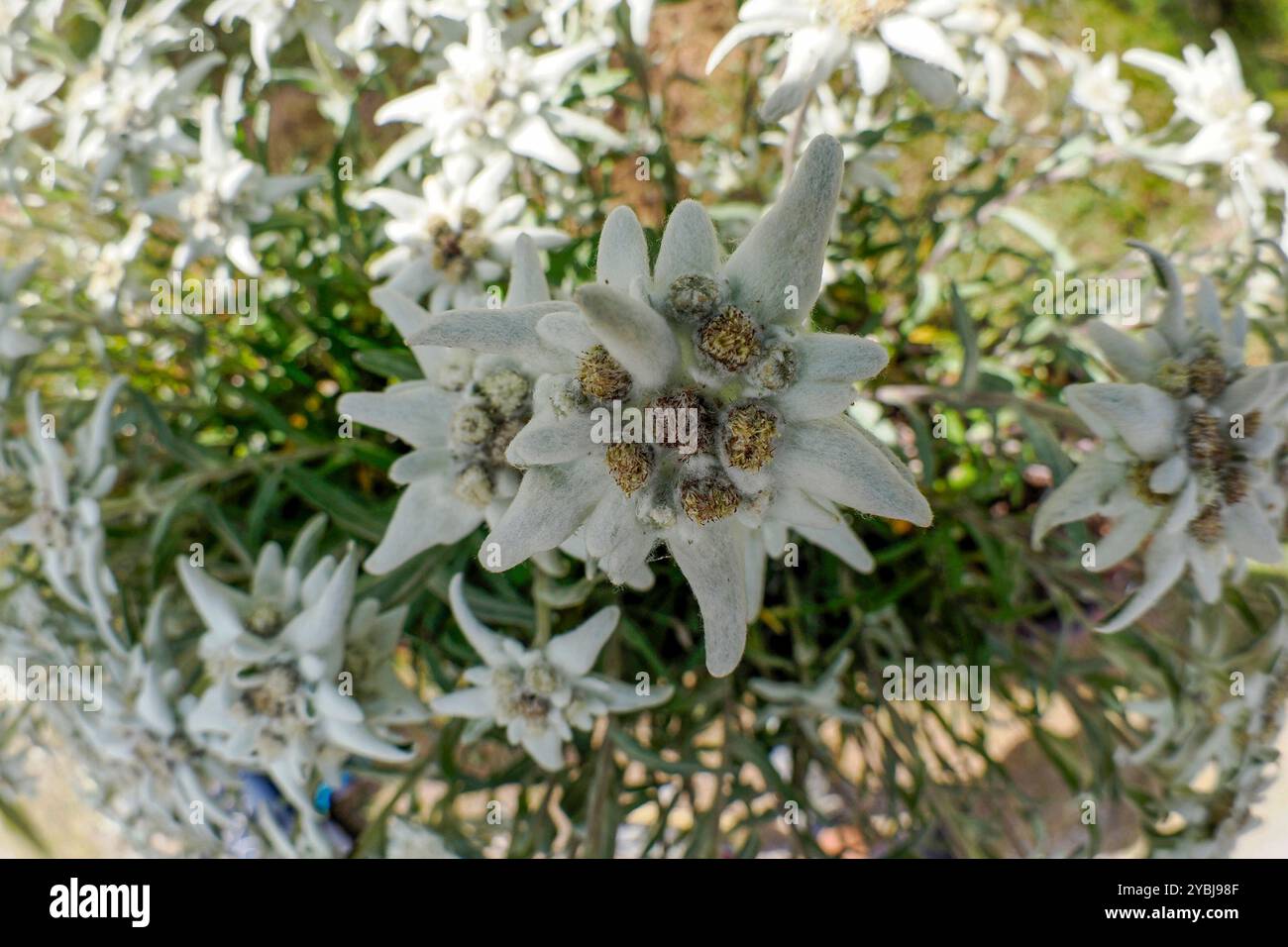 A field of edelweiss alpine star flower in dolomites detail Stock Photo ...