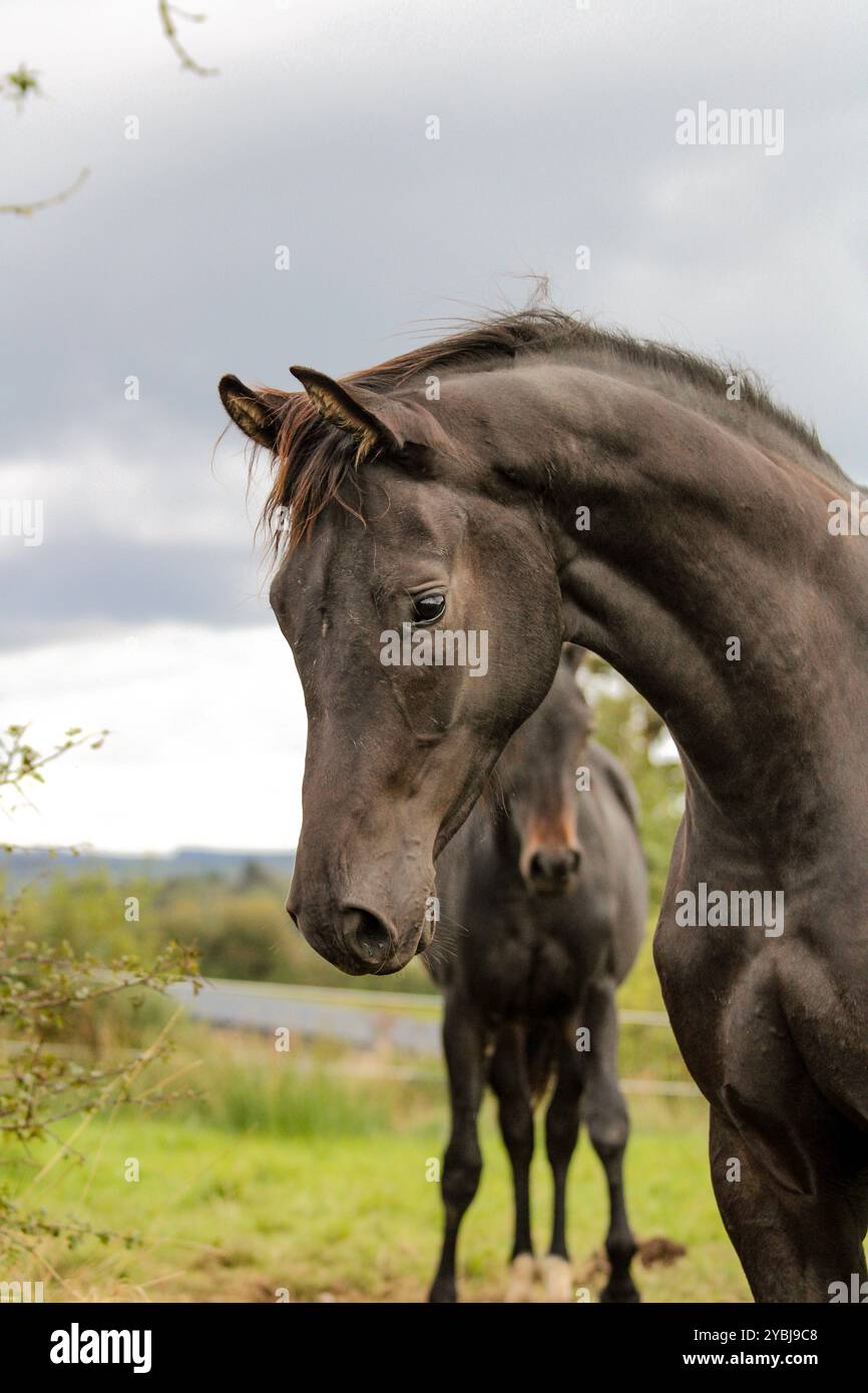dramatic pose horse portrait side on Stock Photo - Alamy