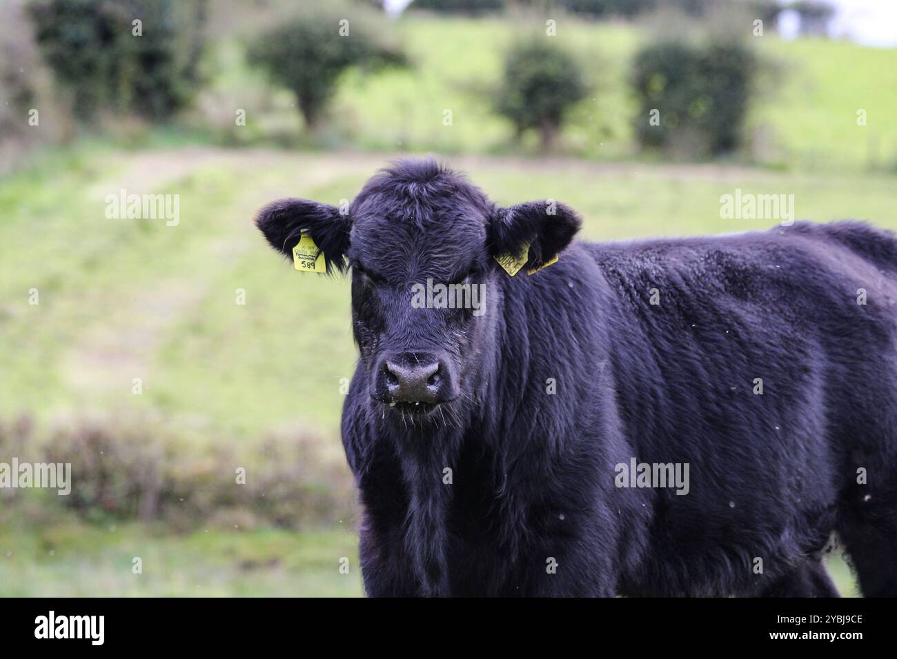 Angus calve head on Stock Photo - Alamy