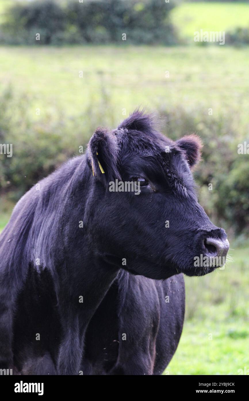 Angus cow side profile portrait Stock Photo - Alamy