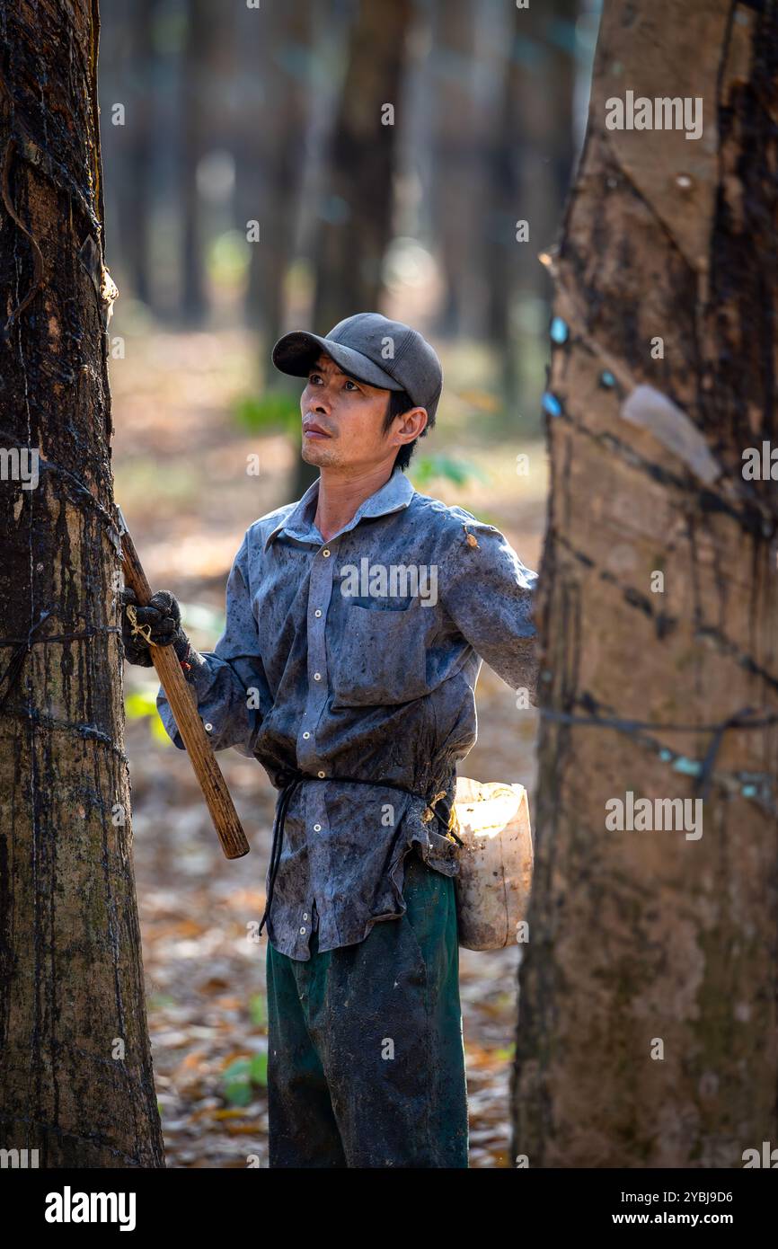 January 23, 2024: Rubber tappers work on rubber plantations in Dong Nai ...