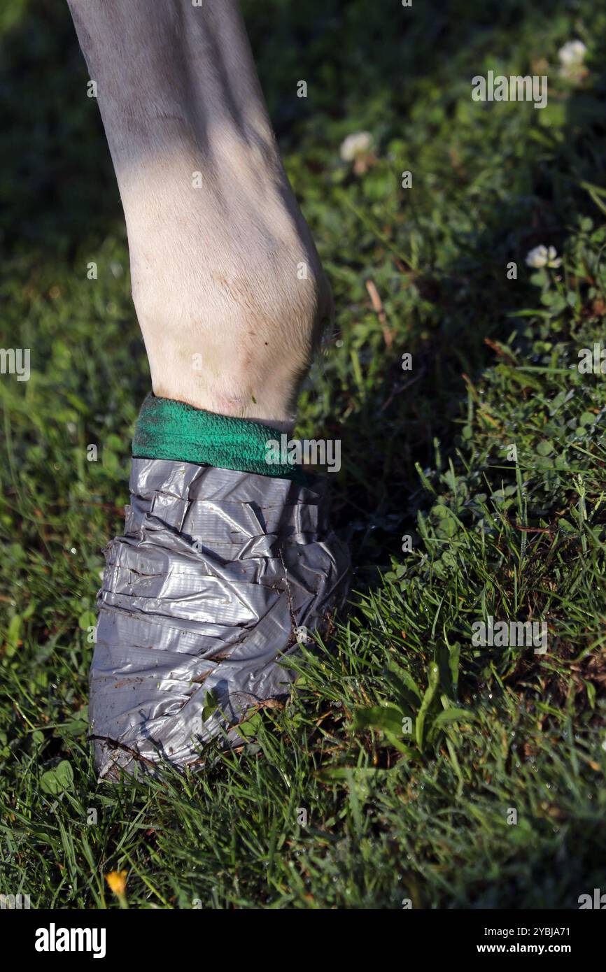 Fetlock injury hi-res stock photography and images - Alamy