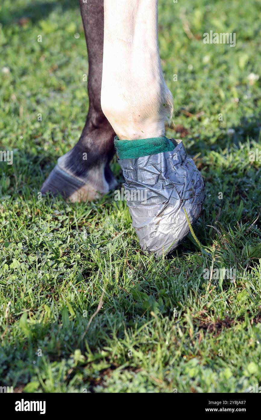 Fetlock injury hi-res stock photography and images - Alamy