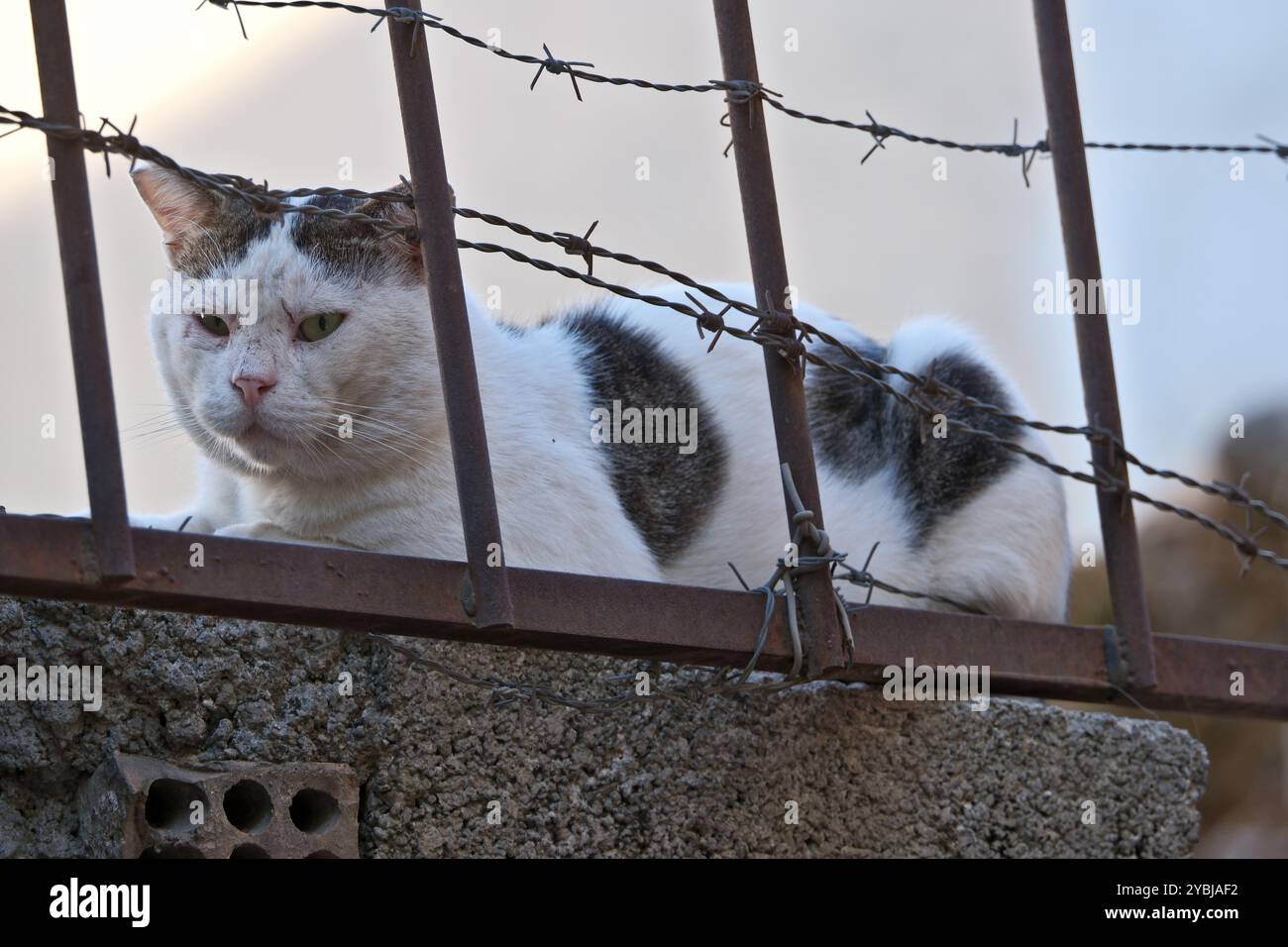 Cat fence hi-res stock photography and images - Alamy