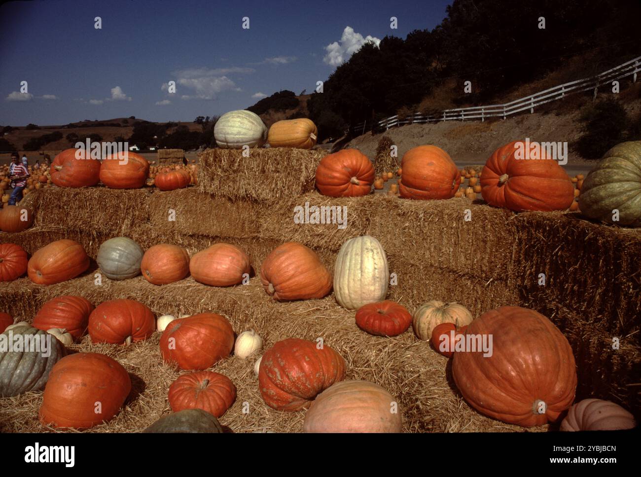 Al bussell ranch pumpkins hi-res stock photography and images - Alamy