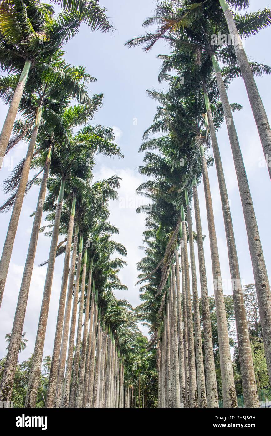 Landscape photography in the fertile highlands of the subtropical ...