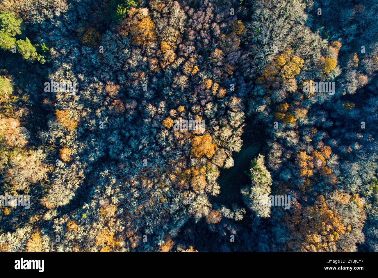 aerial top view of a deciduous forest in autumn with the leaves of the ...