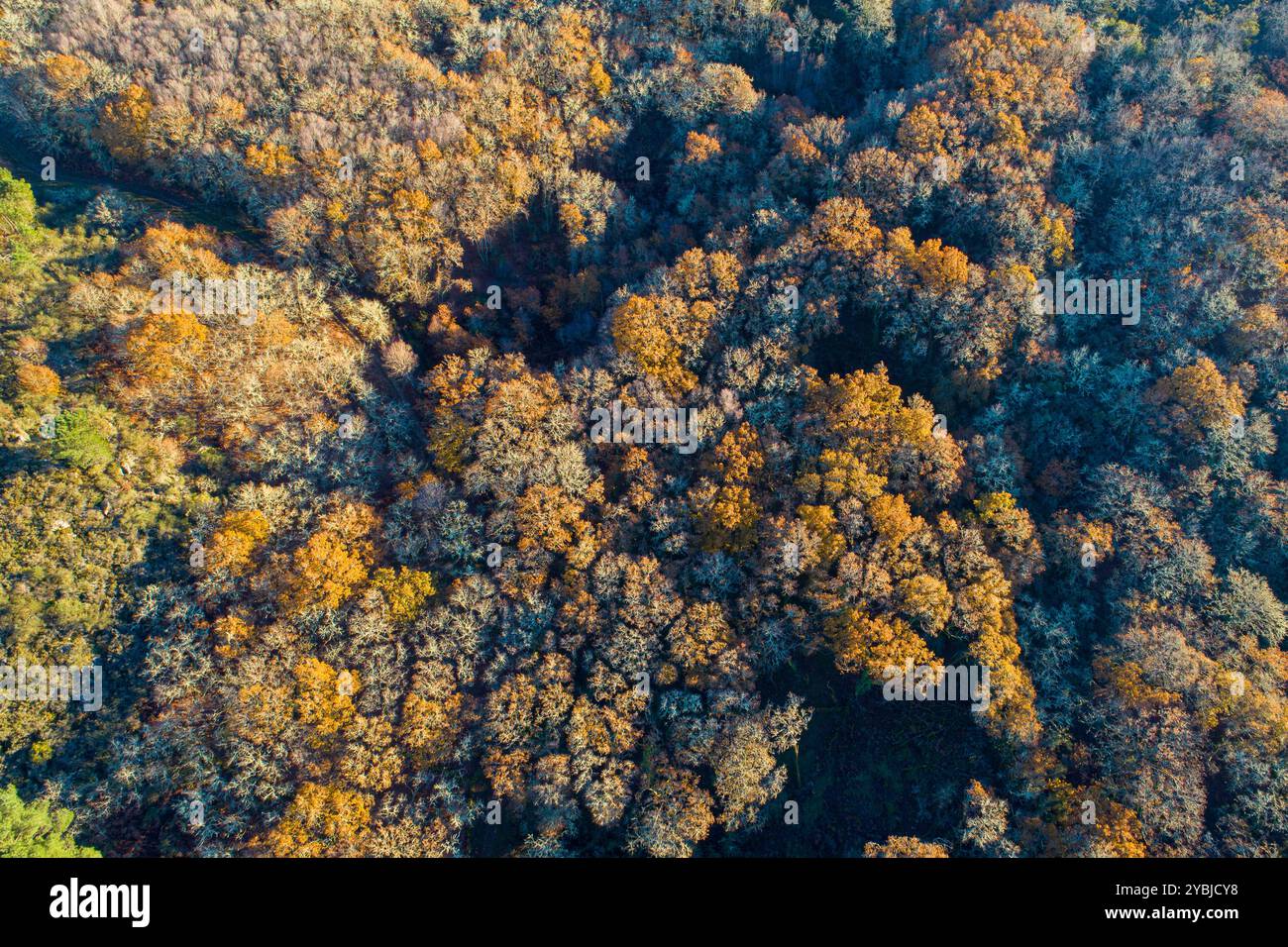 view of a deciduous forest in autumn with the leaves of the trees in ...