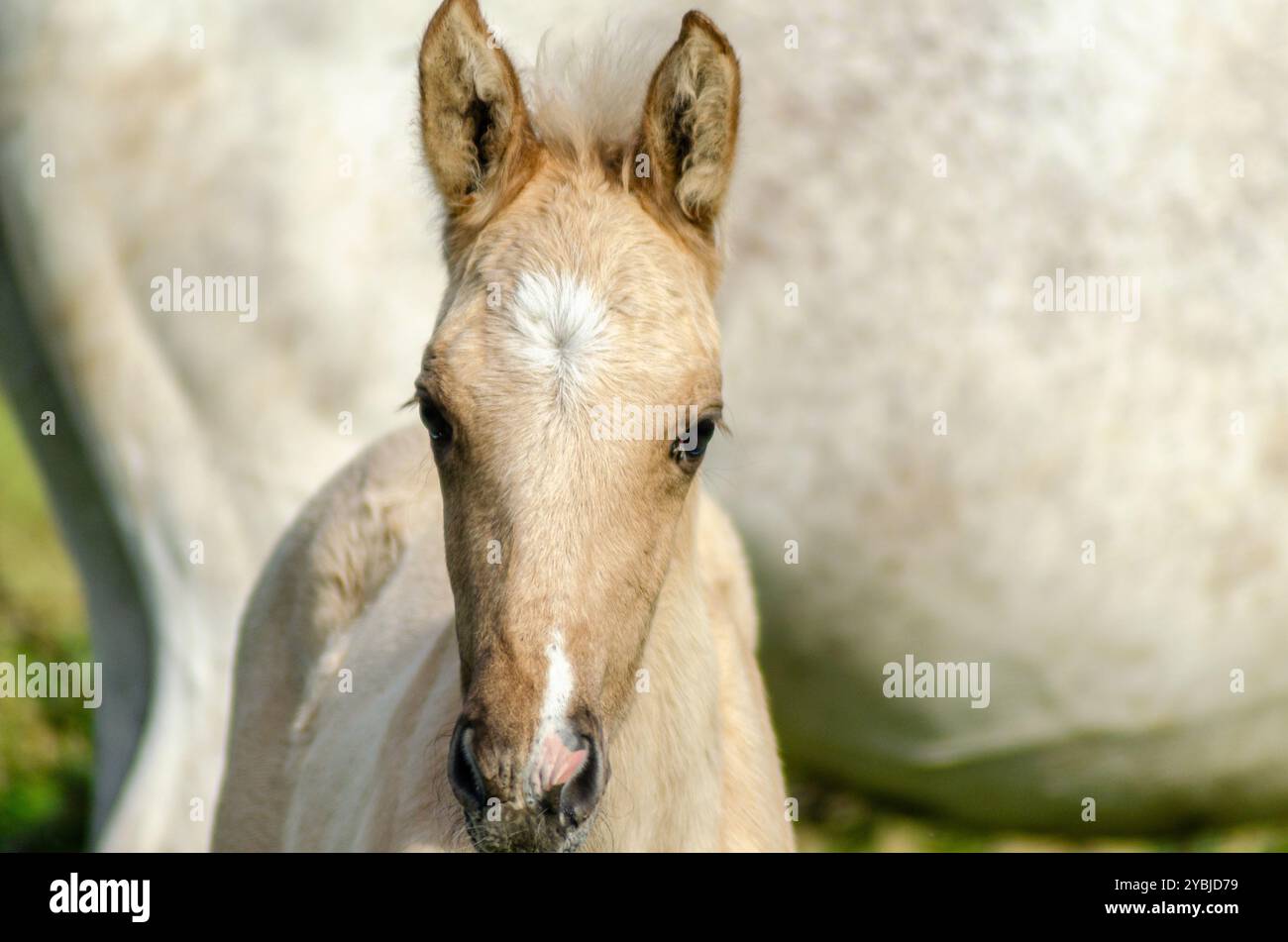 Foal behind mother hi-res stock photography and images - Alamy