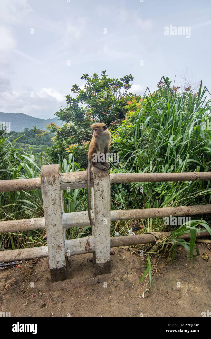Landscape photography in the fertile highlands of the subtropical ...