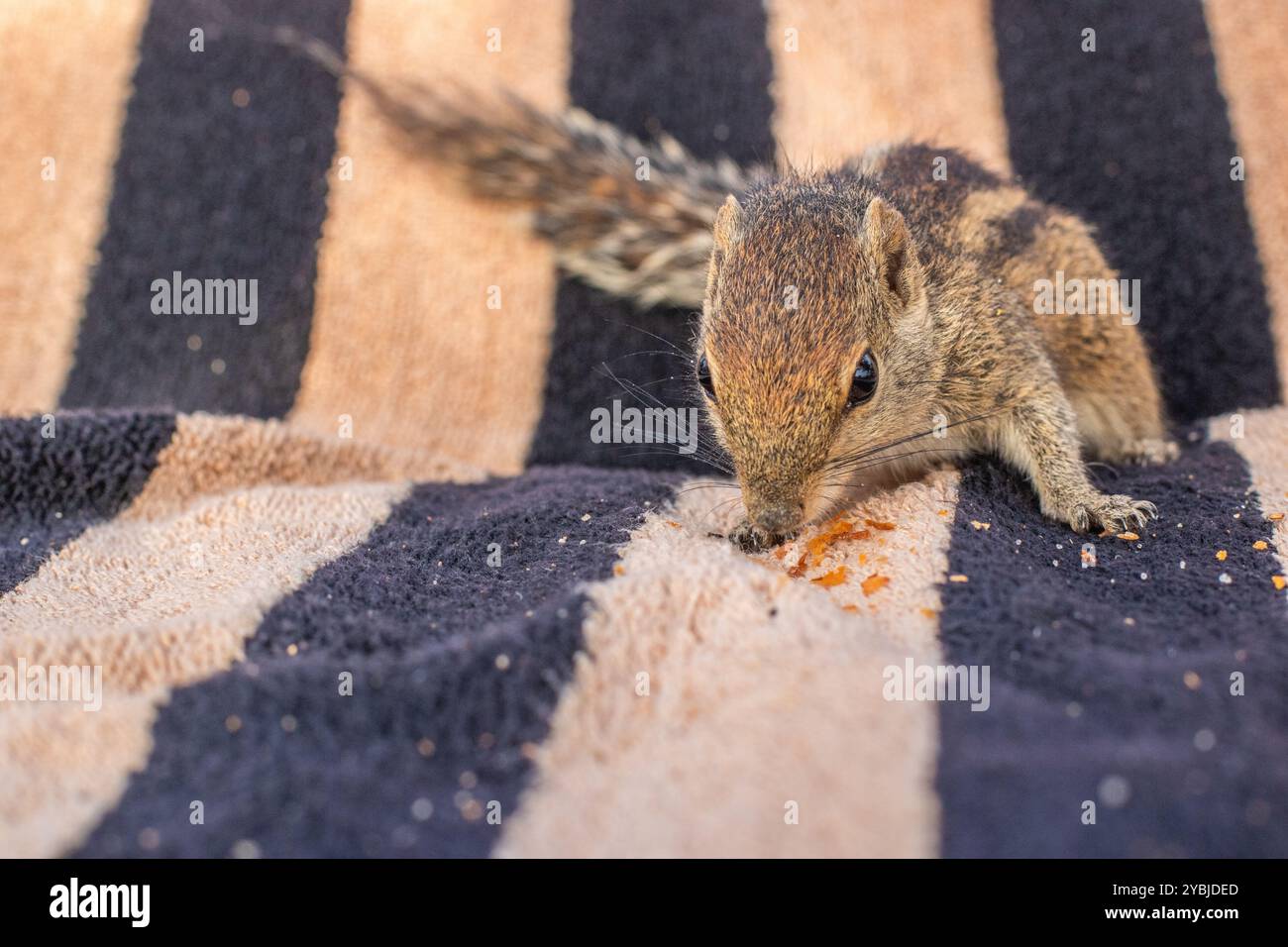 Chipmunks on the beach. Animals in Induruwa, Bentota Beach, Sri Lanka ...