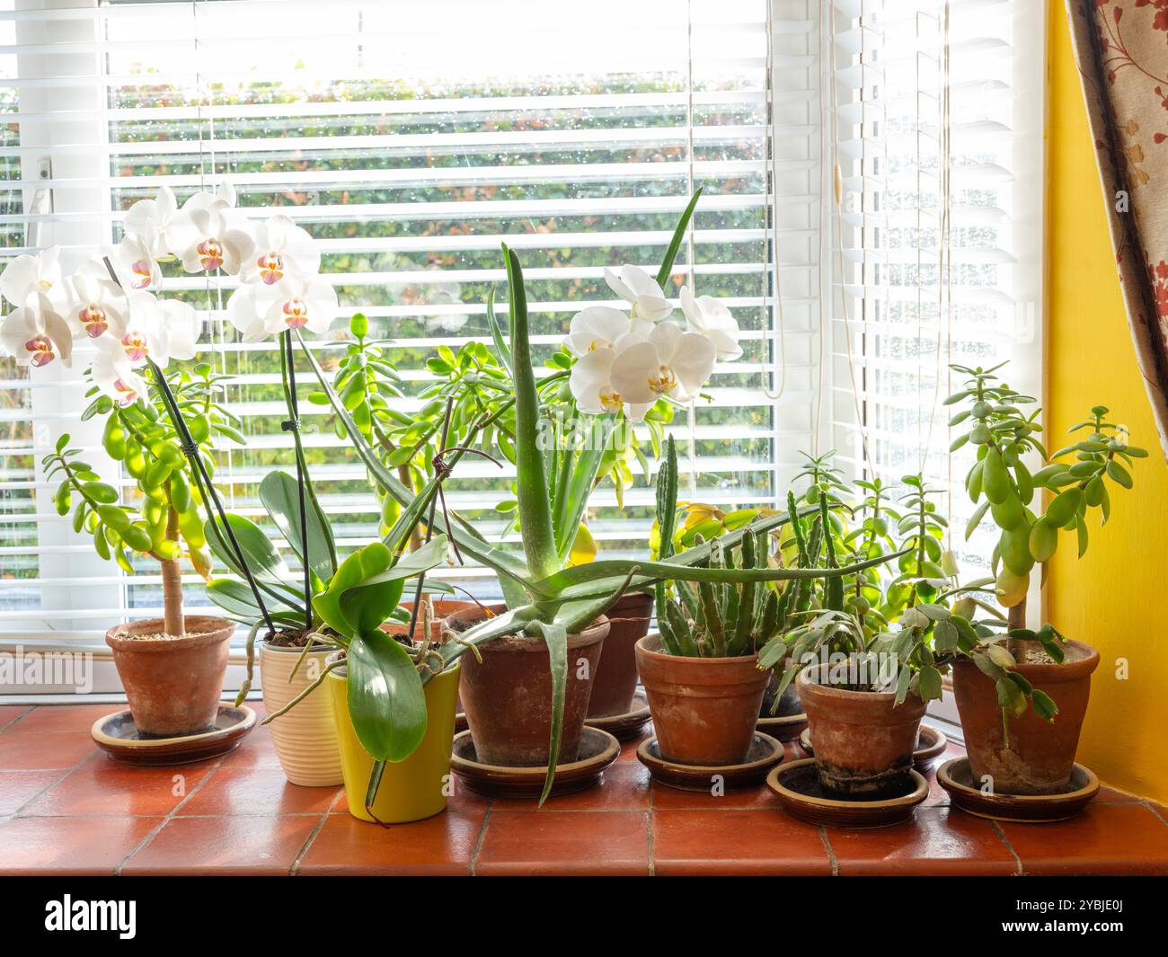 Succulents, cacti, and orchids on surburban window sill Stock Photo - Alamy