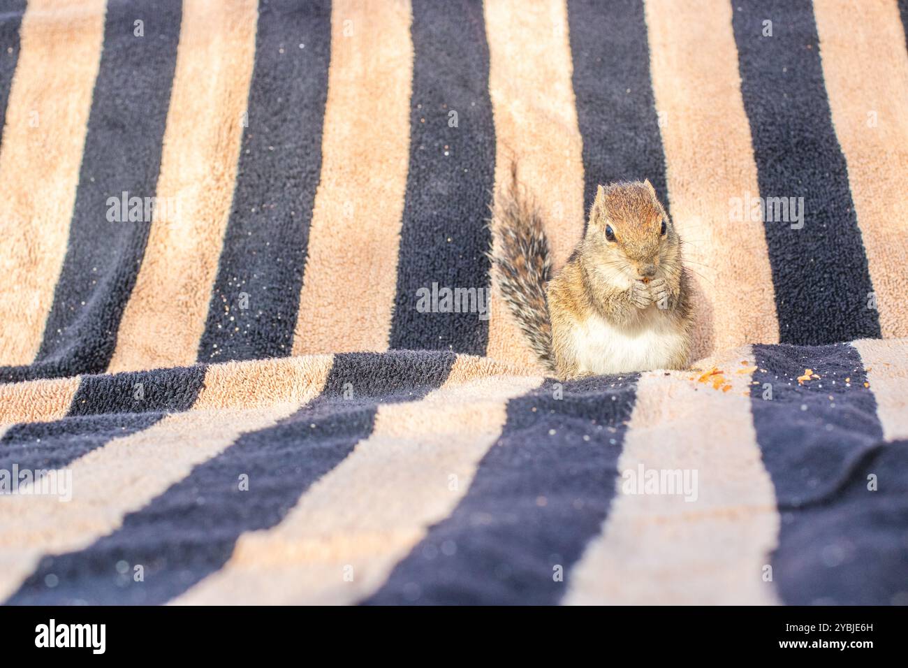 Sri lanka north and beach hi-res stock photography and images - Alamy