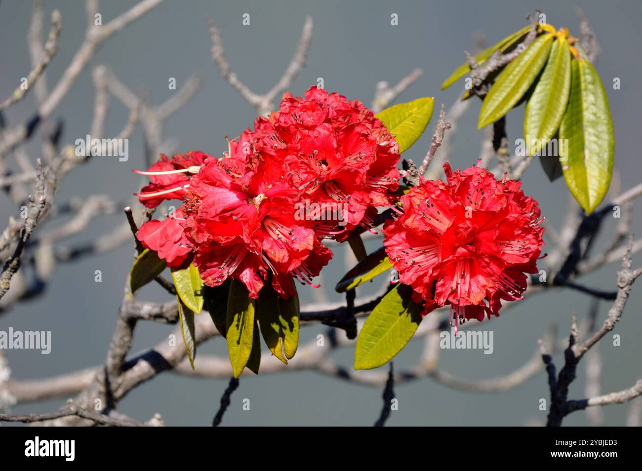 Strong antiviral properties hi-res stock photography and images - Alamy