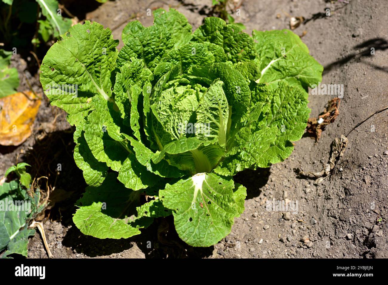 Folate vegetables hi-res stock photography and images - Alamy