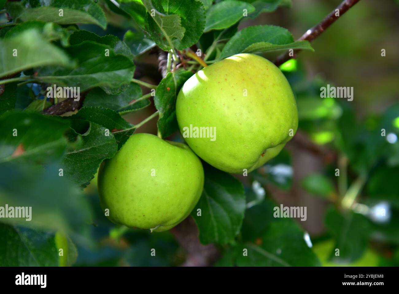 Indian granny hi-res stock photography and images - Alamy