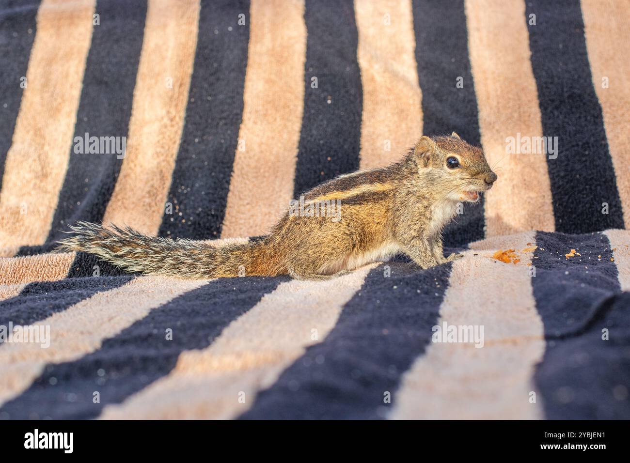 Sri lanka north and beach hi-res stock photography and images - Alamy