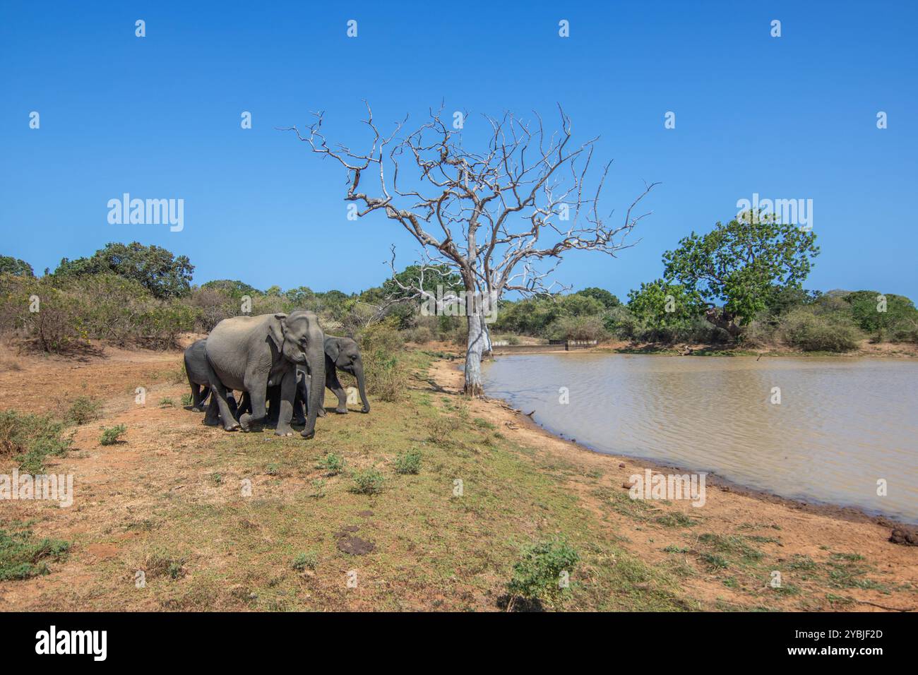 The oldest nature reserve in the morning at sunrise. Pure nature in the ...