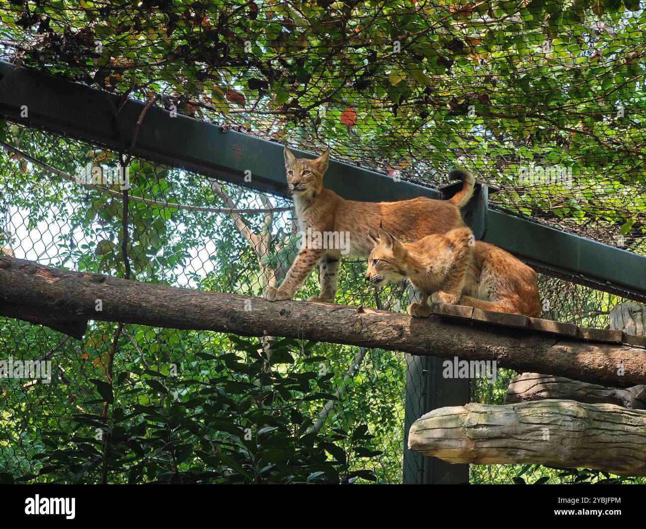 Lynx cub resting hi-res stock photography and images - Alamy
