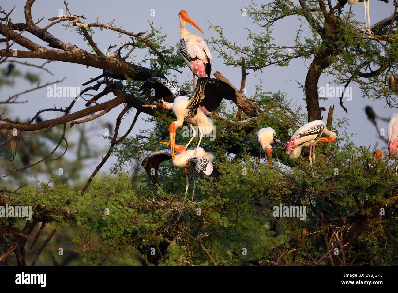 Painted Storks (Mycteria lecucophala) at its tree-top nests, wildlife bhopal, India Stock Photo ...