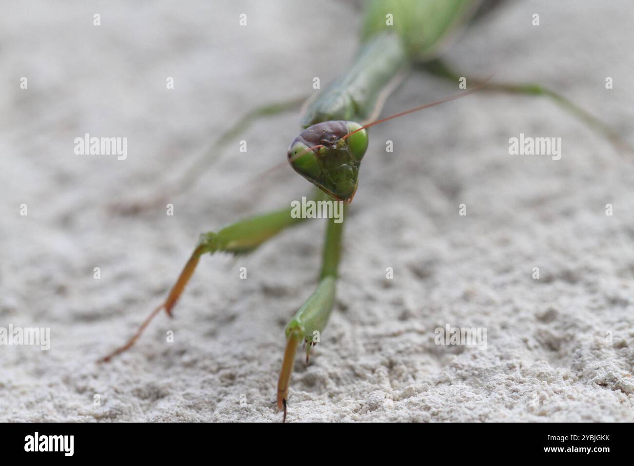 praying mantis Mantis religiosa perched on a wall front side looking ...
