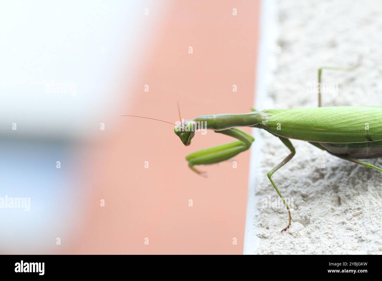 praying mantis Mantis religiosa perched on a wall front side looking ...