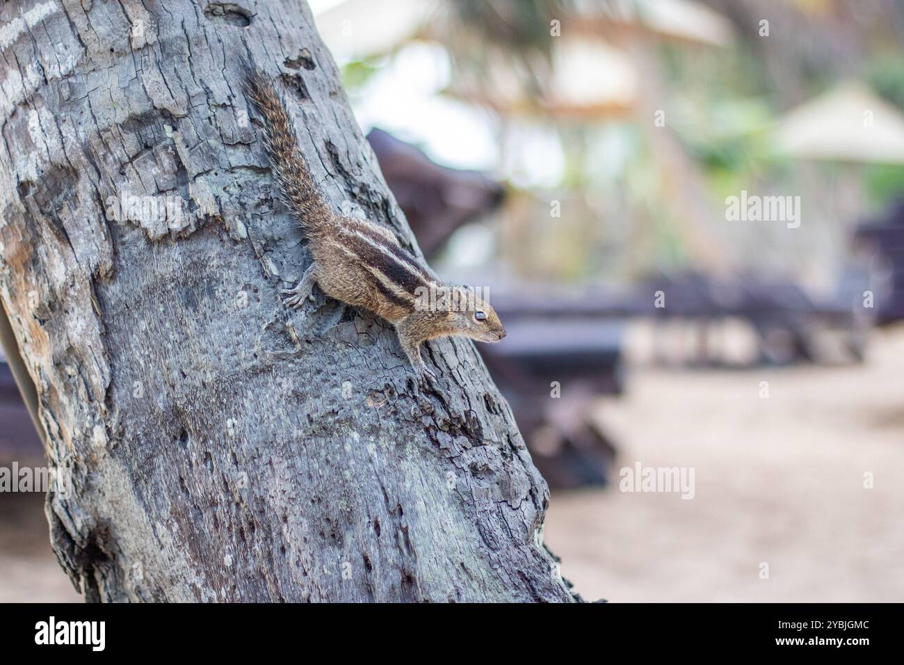Chipmunks on the beach. Animals in Induruwa, Bentota Beach, Sri Lanka ...