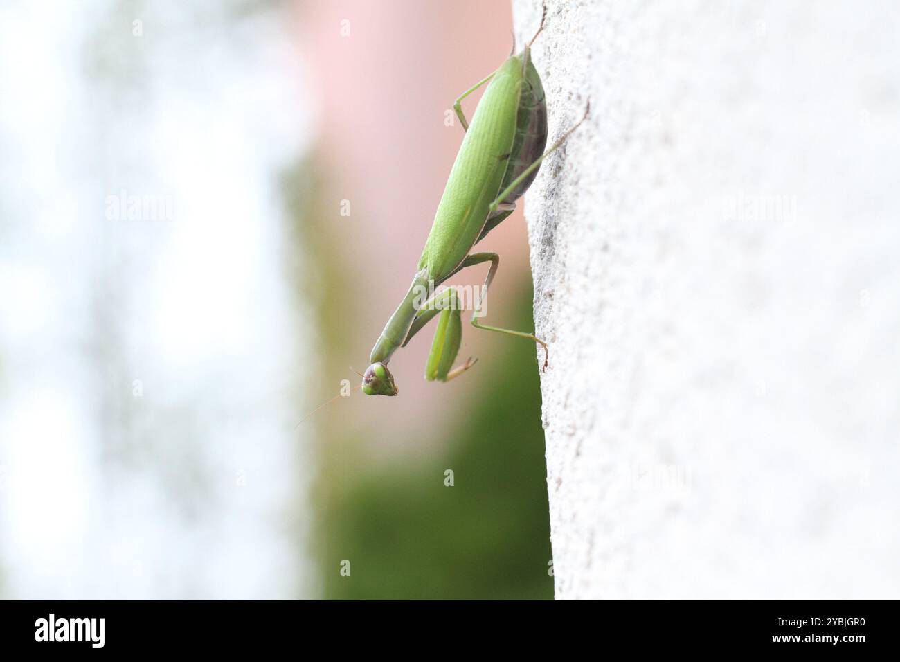 praying mantis Mantis religiosa perched on a wall front side looking ...