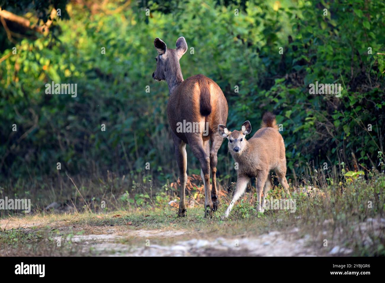 Rugged antlers are typically rusine hi-res stock photography and images ...