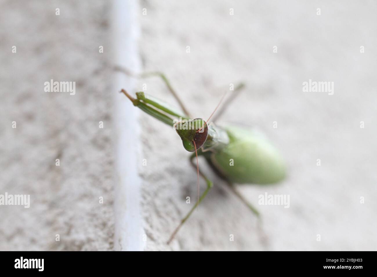 praying mantis Mantis religiosa perched on a wall front side looking ...