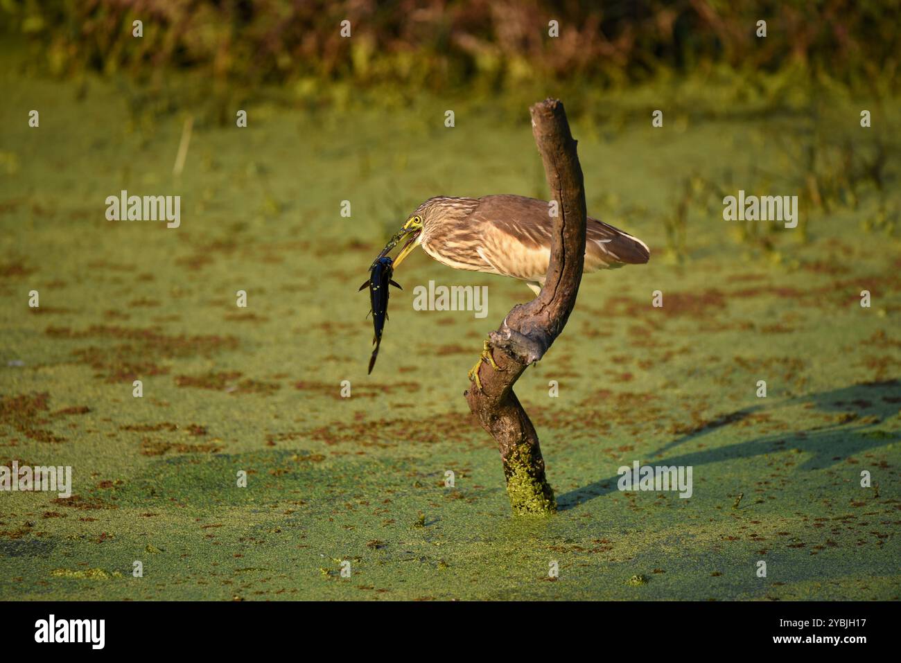 Indian Pond-Heron Ardeola grayii with fish, wildlife bhopal, India ...